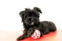 Black Yorkie: All You Need To Know | Pet Care Story