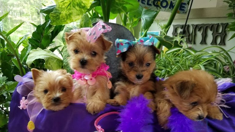 Black Yorkie: All You Need To Know | Pet Care Story